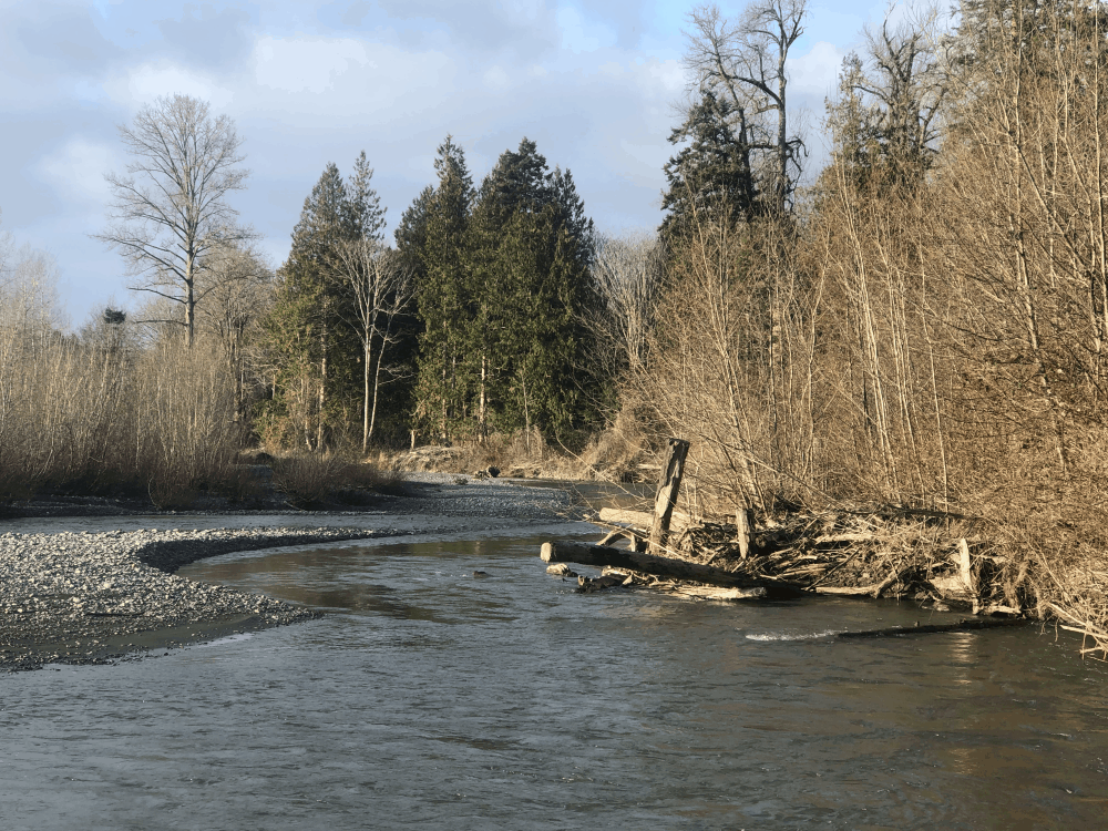 Bank Stabilization - Natural Systems Design